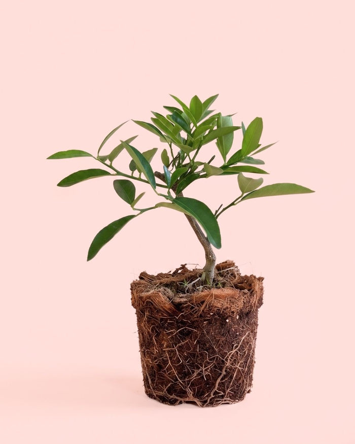 Cómo y cuándo podar Árboles Frutales – Pur Plant
