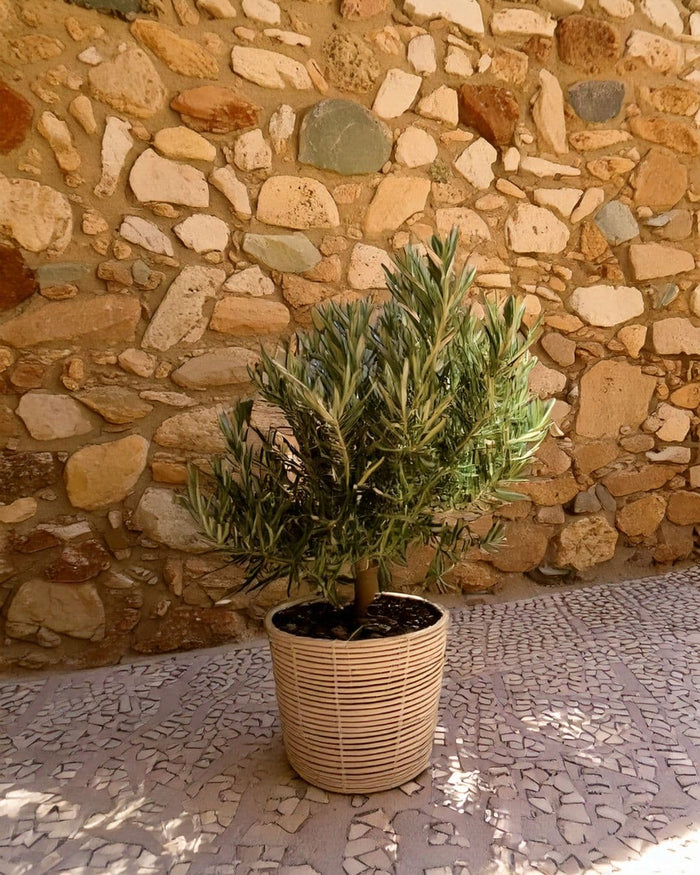 Cómo y cuándo podar Árboles Frutales – Pur Plant