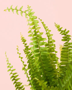 Helecho: Qué Es Y CuáLes Son Sus Partes – Pur Plant