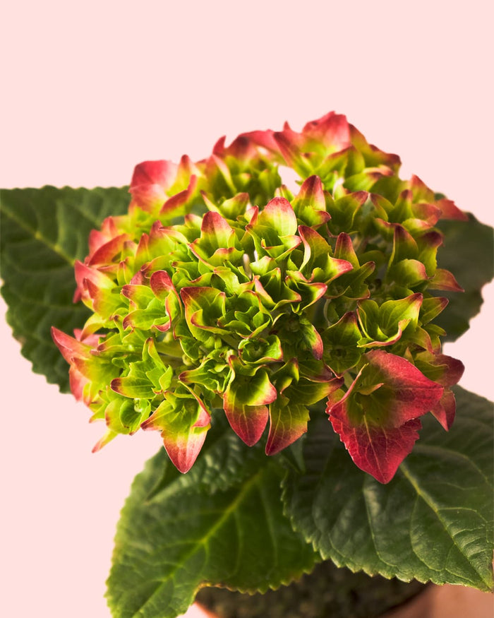 Hortensia: Qué Es Y Para Qué Sirve – Pur Plant
