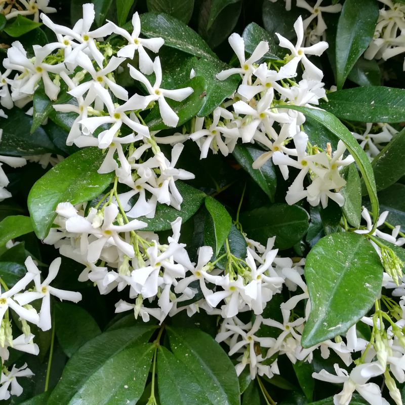 Hojas Amarillas Jazmín (Enfermedades Y Problemas) – Pur Plant