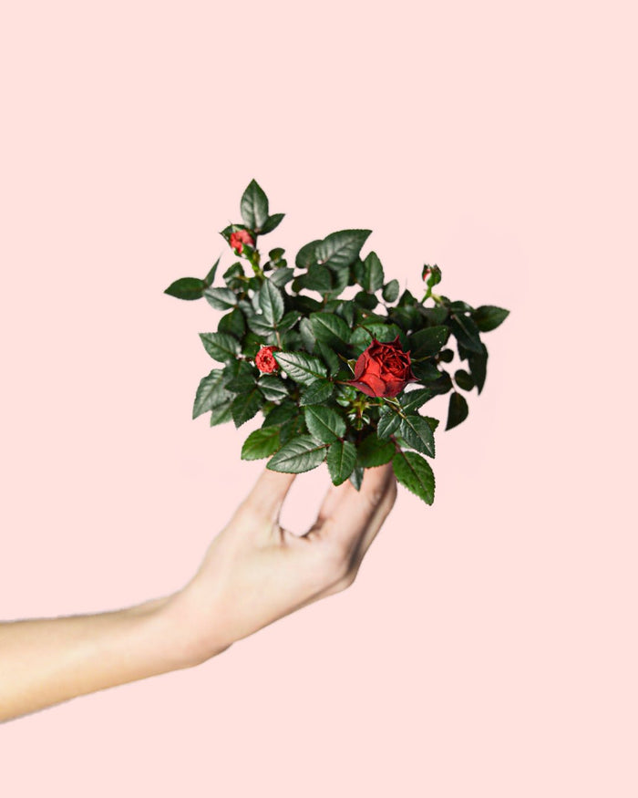 Rosal: Qué Es Y CuáLes Son Sus Partes – Pur Plant