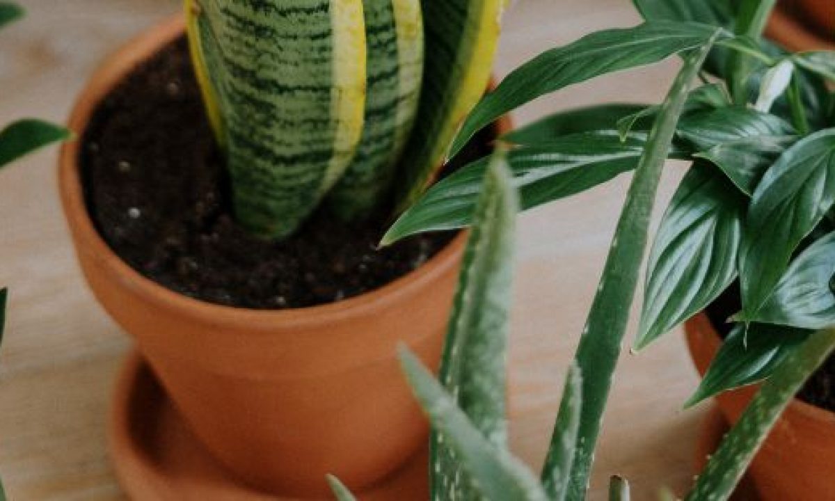 Uso De Macetas De Barro En Paisajismo