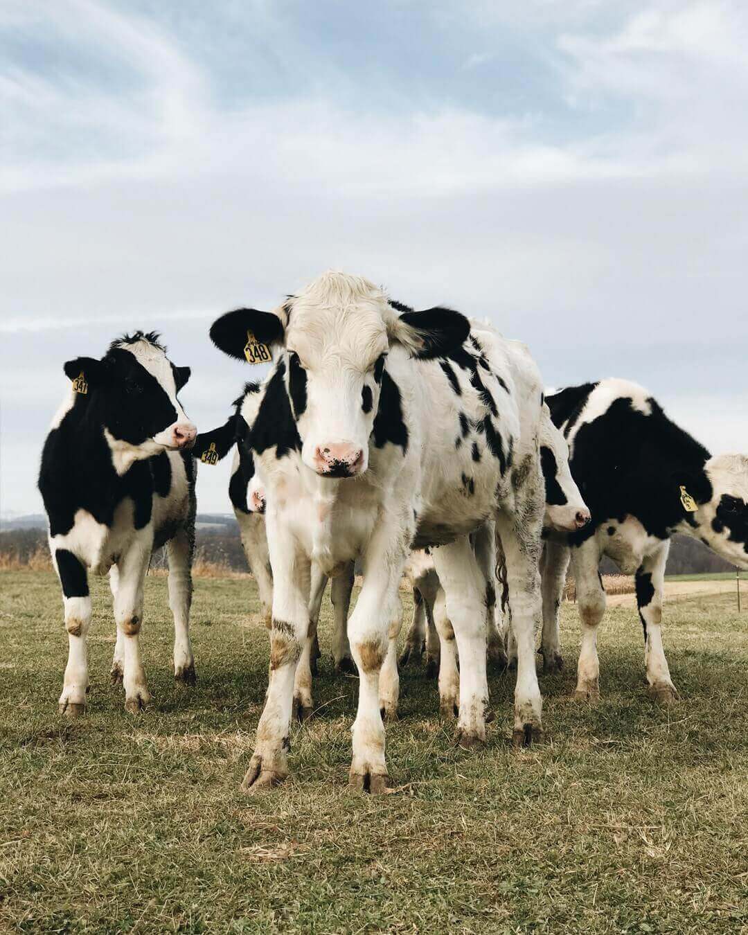 Tipos de estiércol - Beneficios y usos para tus plantas - Pur Plant