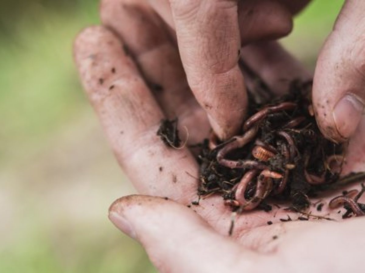 Ciclo De Reproducción De La Lombriz De Tierra