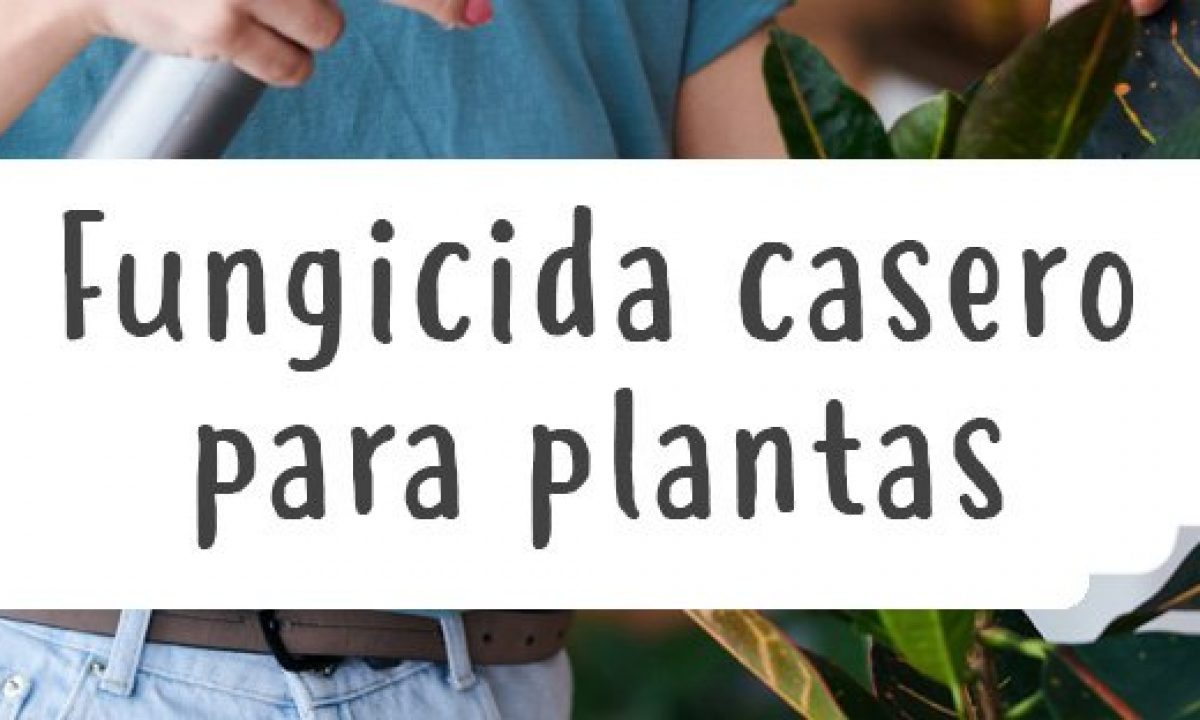 Insecticida Casero Para Jardín Protege Tus Plantas De Las Hormigas