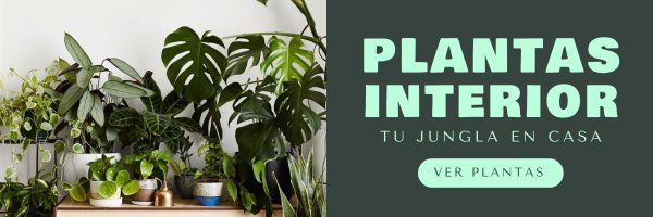 Plantas de interior que necesitan poca luz | Plantas de sombra | Pur Plant