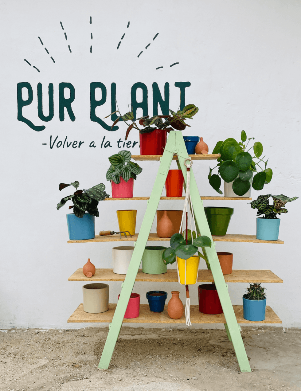 ¿Cuáles son las mejores macetas para plantas? - Pur Plant