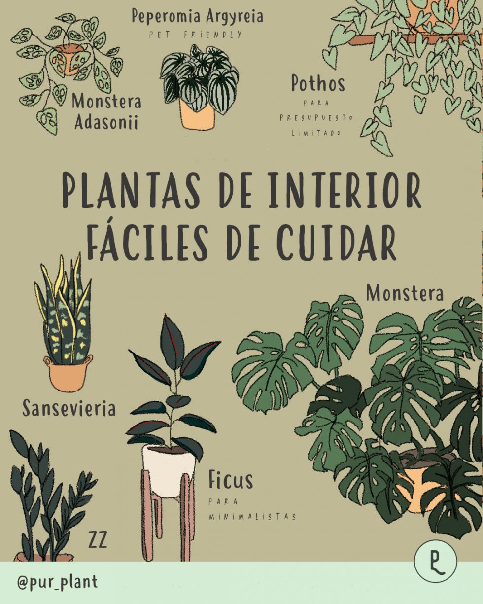 Plantas de interior fáciles de cuidar - Pur Plant