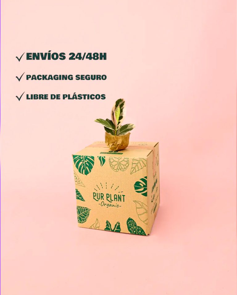 Bebé Ficus Elástica Tineke | Comprar Online | Pur Plant