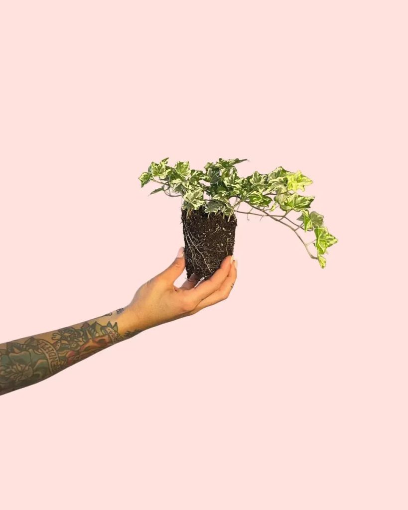 Hedera Helix | Mini Plantas Naturales | Pur Plant