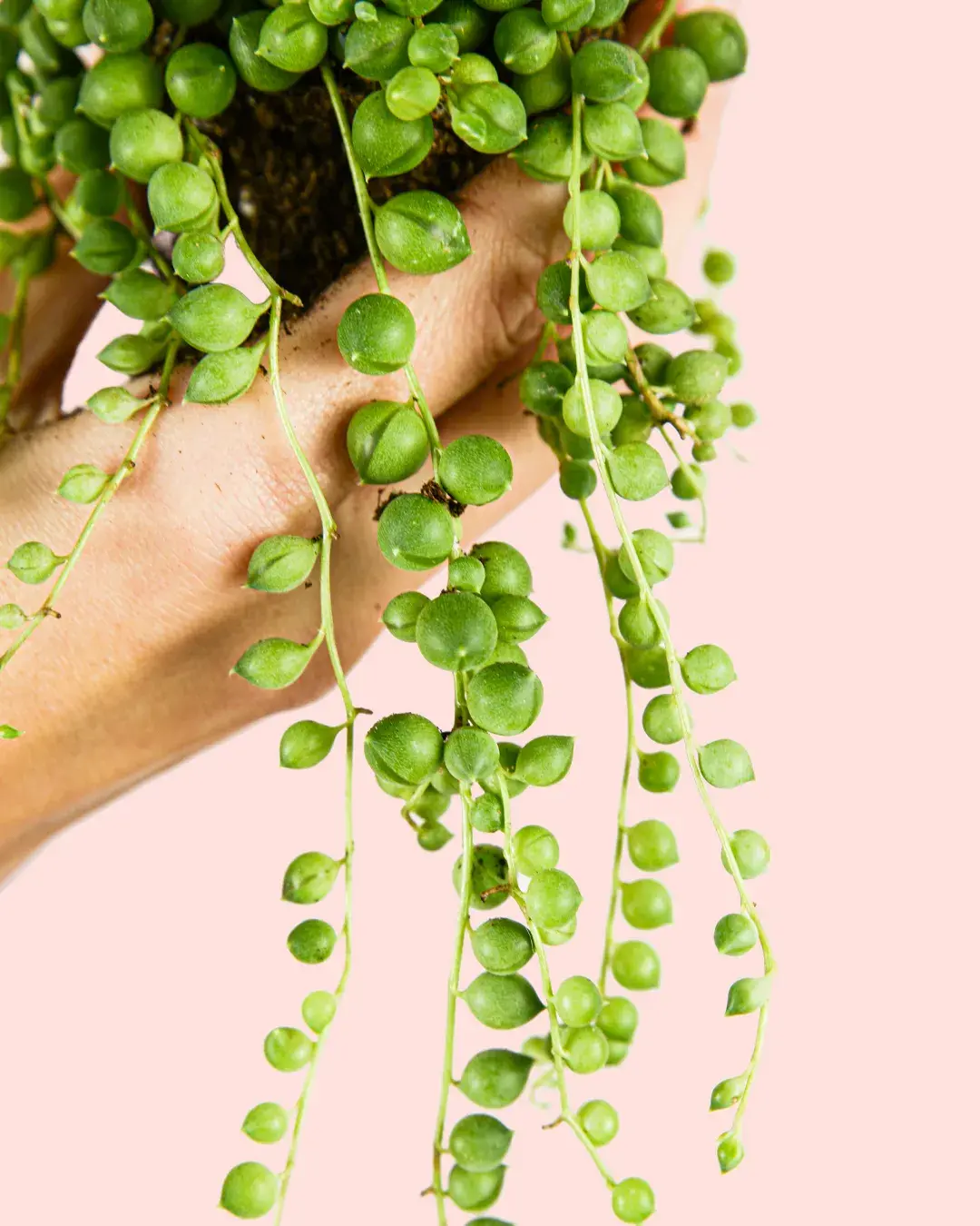 Senecio Rowleyanus Mini | Comprar Online | Pur Plant