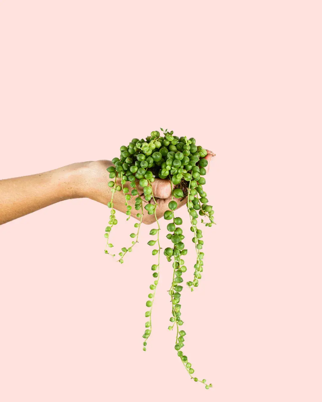 Senecio Rowleyanus Mini | Comprar Online | Pur Plant