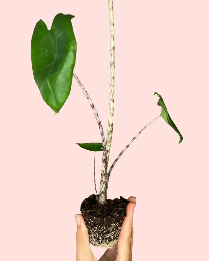 Alocasia Zebrina Mini | Plantas Naturales Interior | Pur Plant