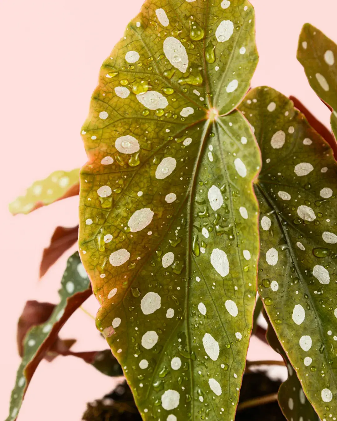 Begonia Moonlight Butterfly Plant Buy The Polka Dot Begonia (Begonia ...