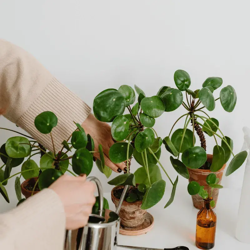 Cuidados Pilea | Guía Practica | Pur Plant