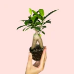 Bebé Ficus Microcarpa | Comprar Online | Pur Plant