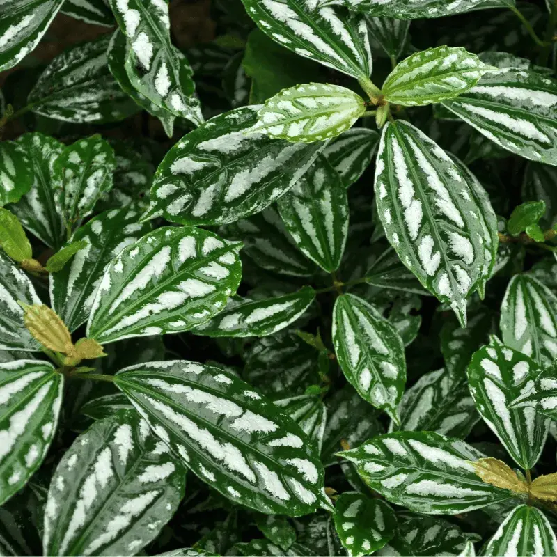 Tipos de Pilea | Características principales | Pur Plant