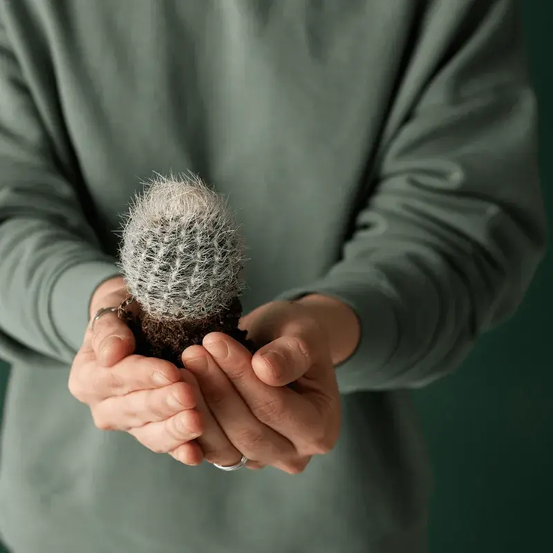 Cuidados de Cactus | Guía Practica | Pur Plant