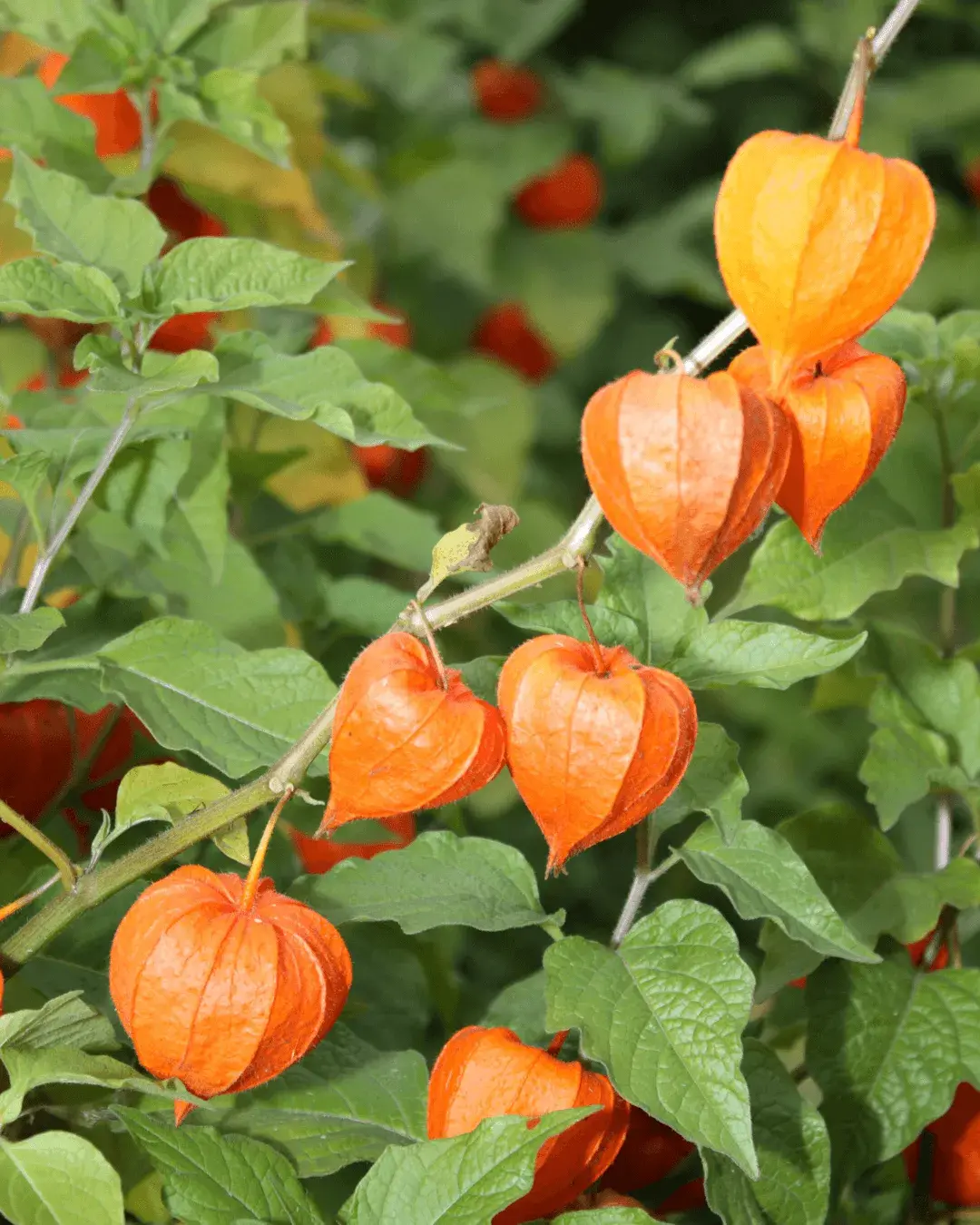 Semillas de Physalis | Comprar Online | Pur Plant