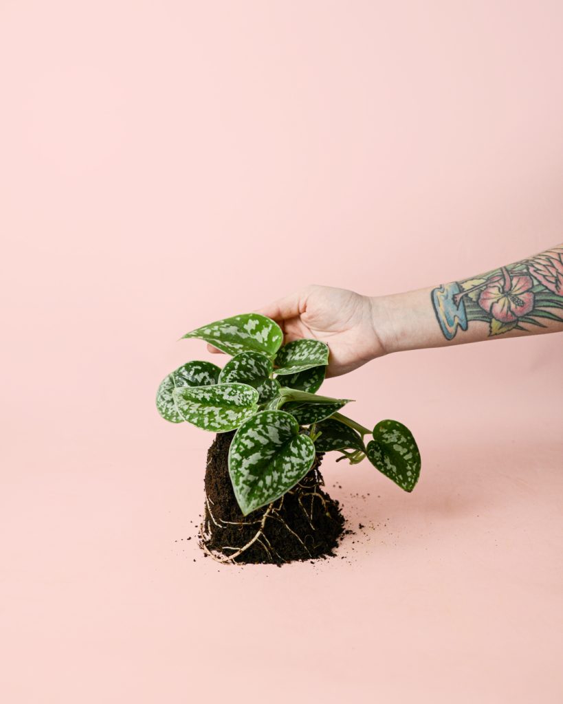 Scindapsus Pictus Argyraeus | Plantas Naturales Interior | Pur Plant