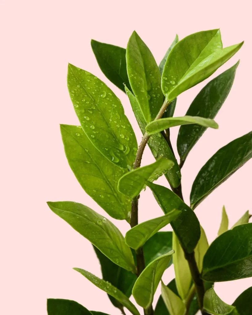 Zamioculca Zamiifolia | Plantas Naturales Interior | Pur Plant