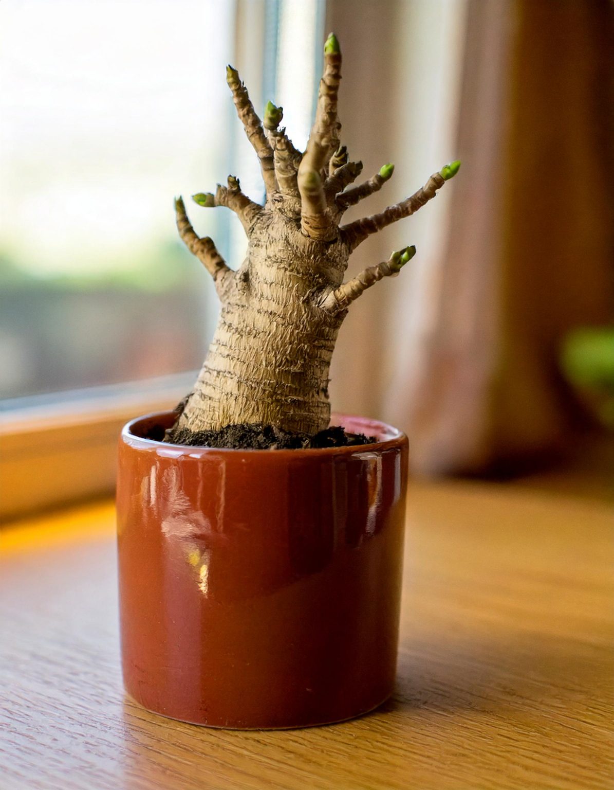 Baobab Mini | Planta Natural | Adenium Ansu Baobab | Pur Plant
