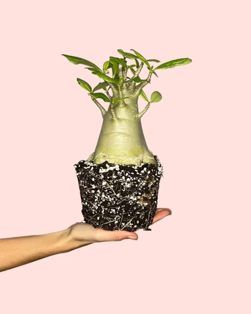 Baobab Mini | Planta Natural | Adenium Ansu Baobab | Pur Plant