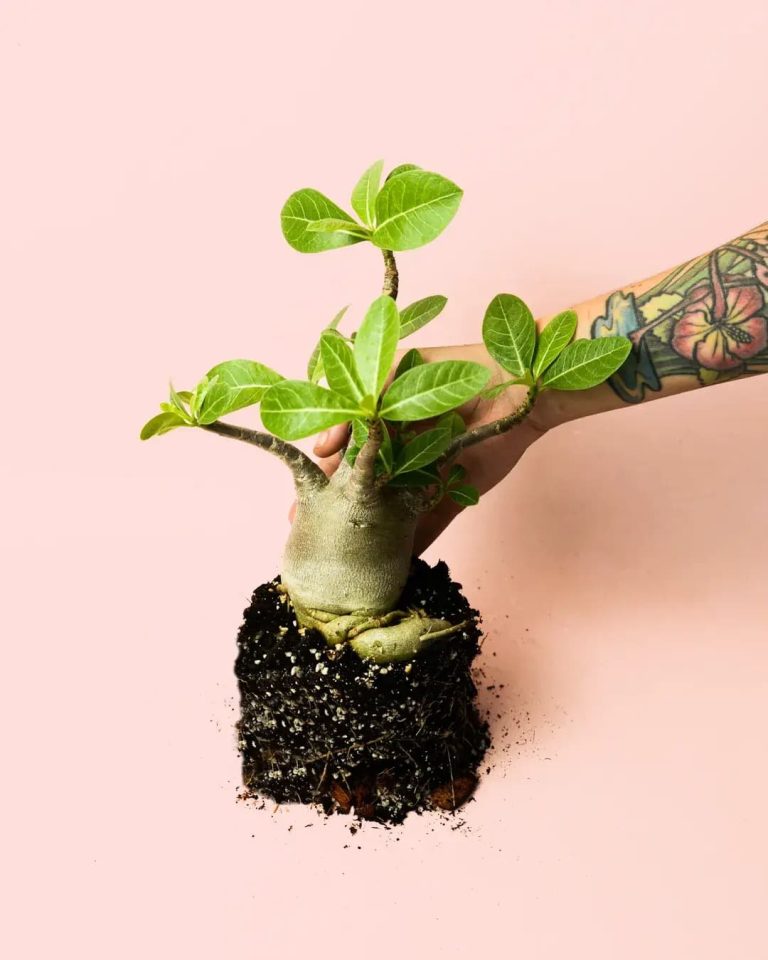 Baobab Mini | Planta Natural | Adenium Ansu Baobab | Pur Plant