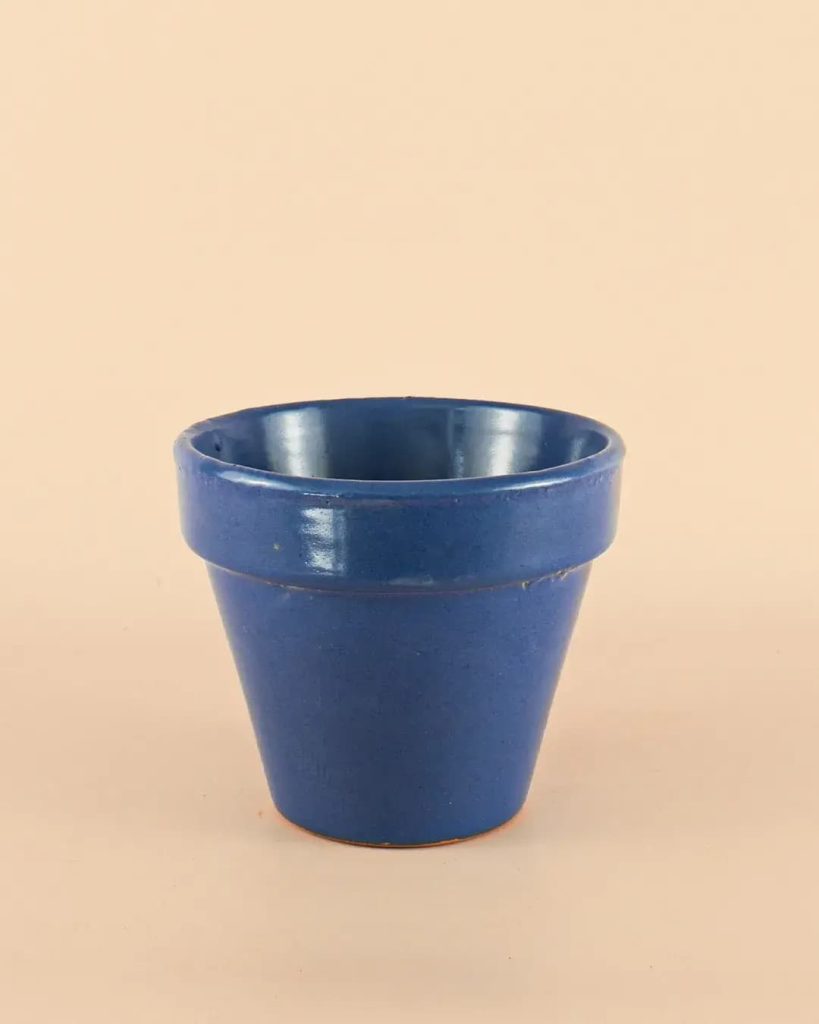 Semillas de Mostaza: Todo lo que necesitas saber | Pur Plant