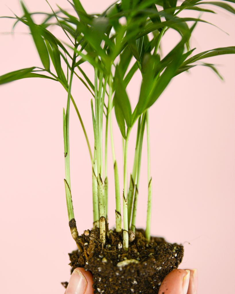 Palma Areca Mini | Plantas Naturales Terrario | Pur Plant