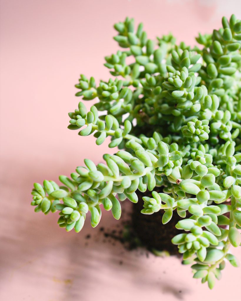 Sedum Burrito Mini | Plantas Naturales | Pur Plant