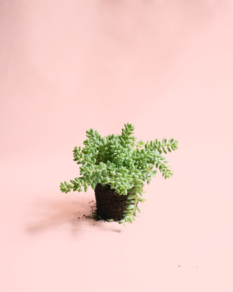 Sedum Burrito Mini | Plantas Naturales | Pur Plant
