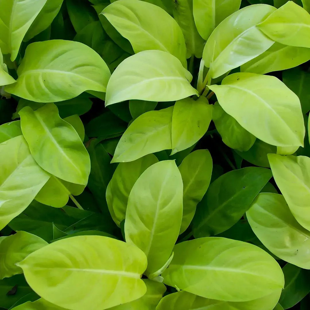 Cuidados Philodendron | Guía Practica | Pur Plant