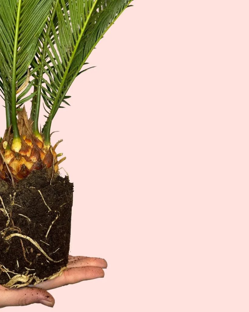 Cyca Revoluta | Plantas Naturales Exterior | Pur Plant