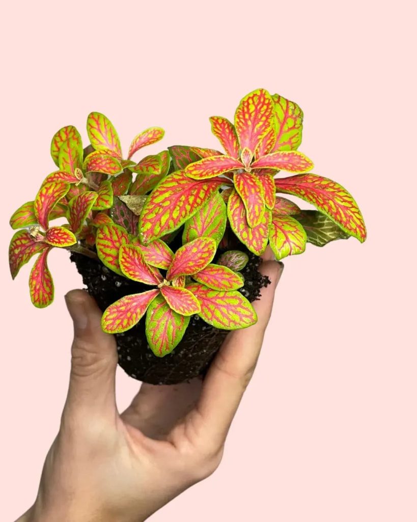 Fittonia Fusion Mini | Planta Natural Terrario | Pur Plant