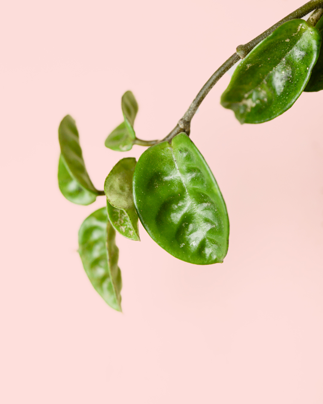 Hoya Carnosa Mini | Comprar Online | Pur Plant