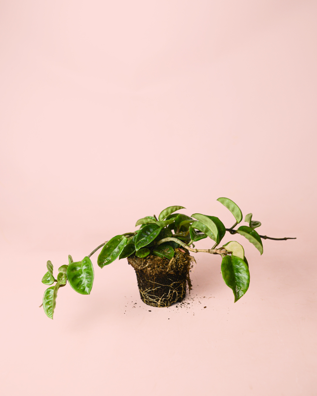 Hoya Carnosa Mini | Comprar Online | Pur Plant