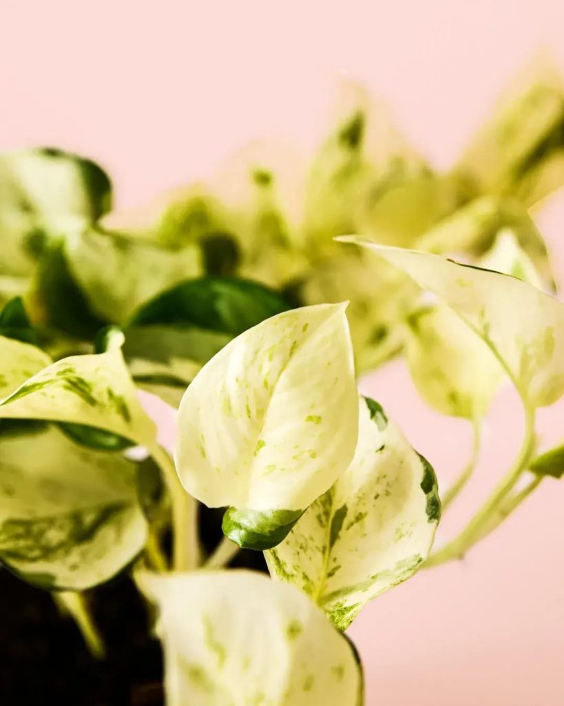 Potho Variegado | Plantas Naturales Interior | Pur Plant