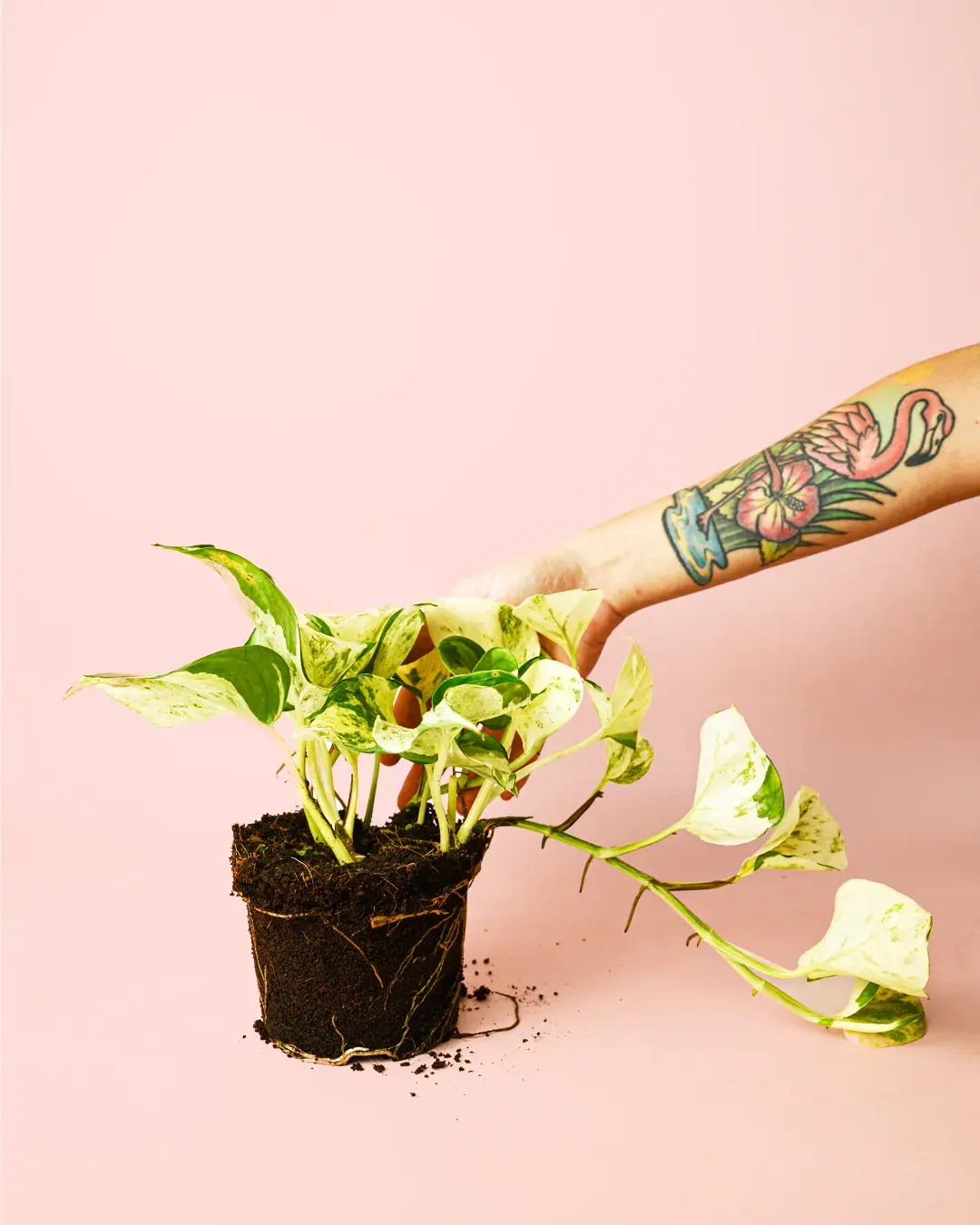 Potho Variegado | Comprar Online | Pur Plant