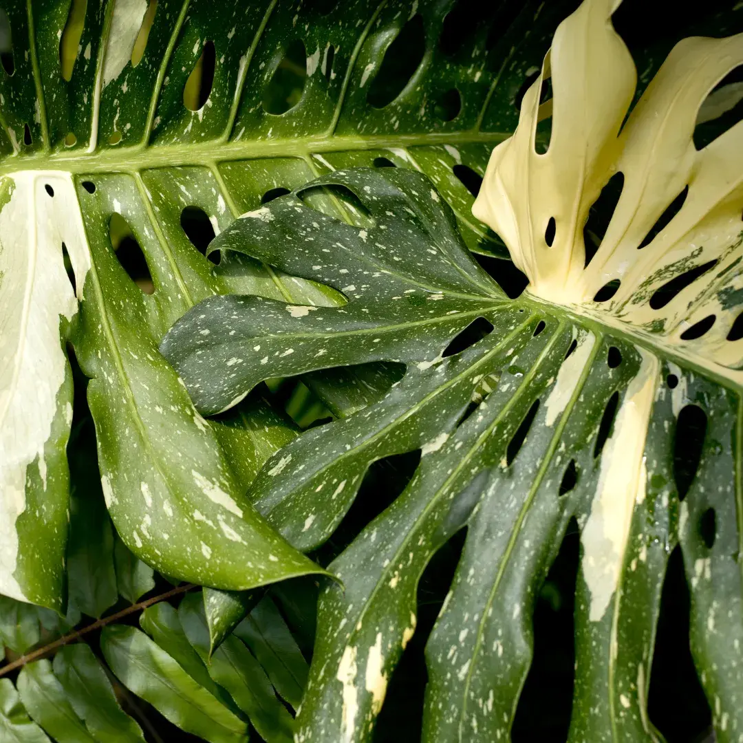 Tipos de Monstera | Características principales