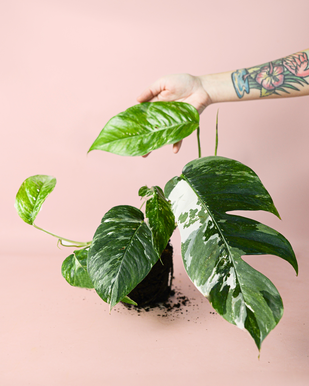 Epipremnum Albo Variegata | Comprar Online | Pur Plant