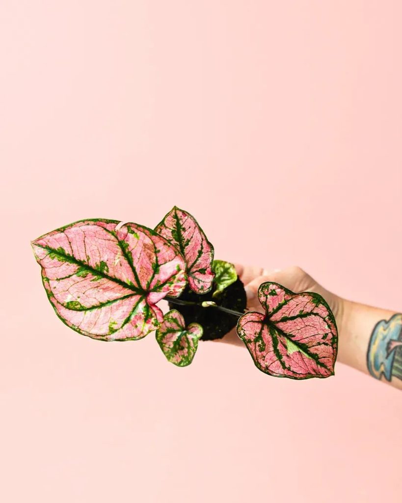Caladium Pink Mini | Plantas Naturales Interior | Pur Plant