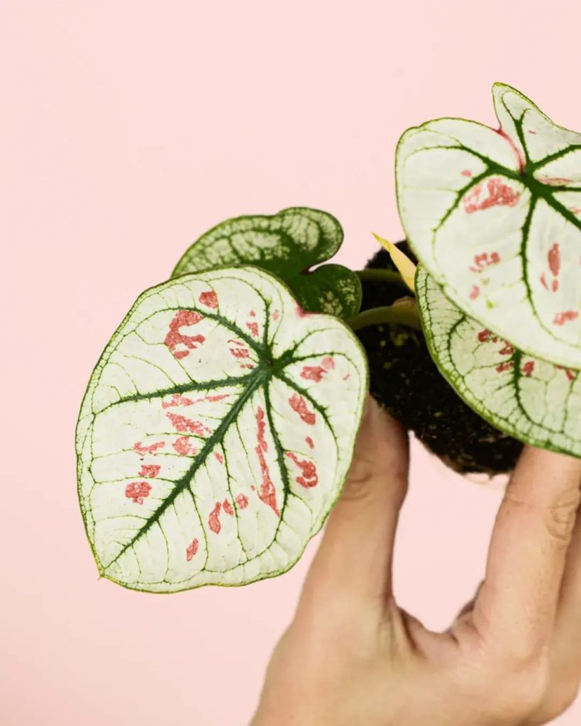 Caladium Kelly White Mini | Plantas Naturales Interior | Pur Plant