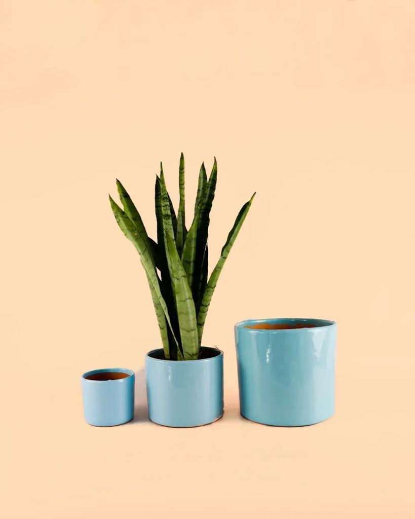 Maceta Azul Celeste Esmaltada M | Maceta Terracota | Pur Plant