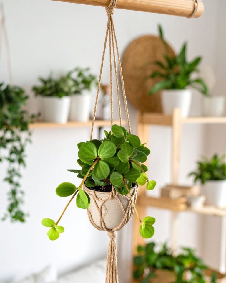 Peperomia Hope Mini | Plantas Naturales Interior | Pur Plant