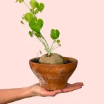 Stephania Erecta | Comprar Online | Pur Plant