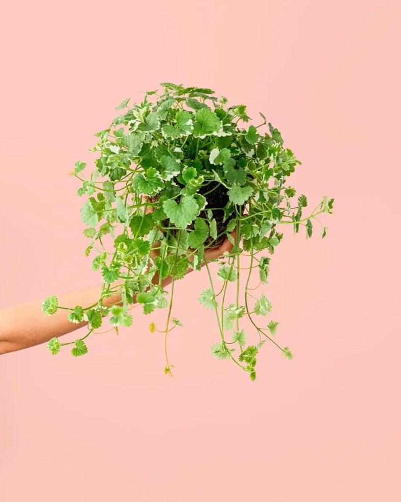 Glechoma Hederacea Variegata | Planta Natural Colgante | Pur Plant