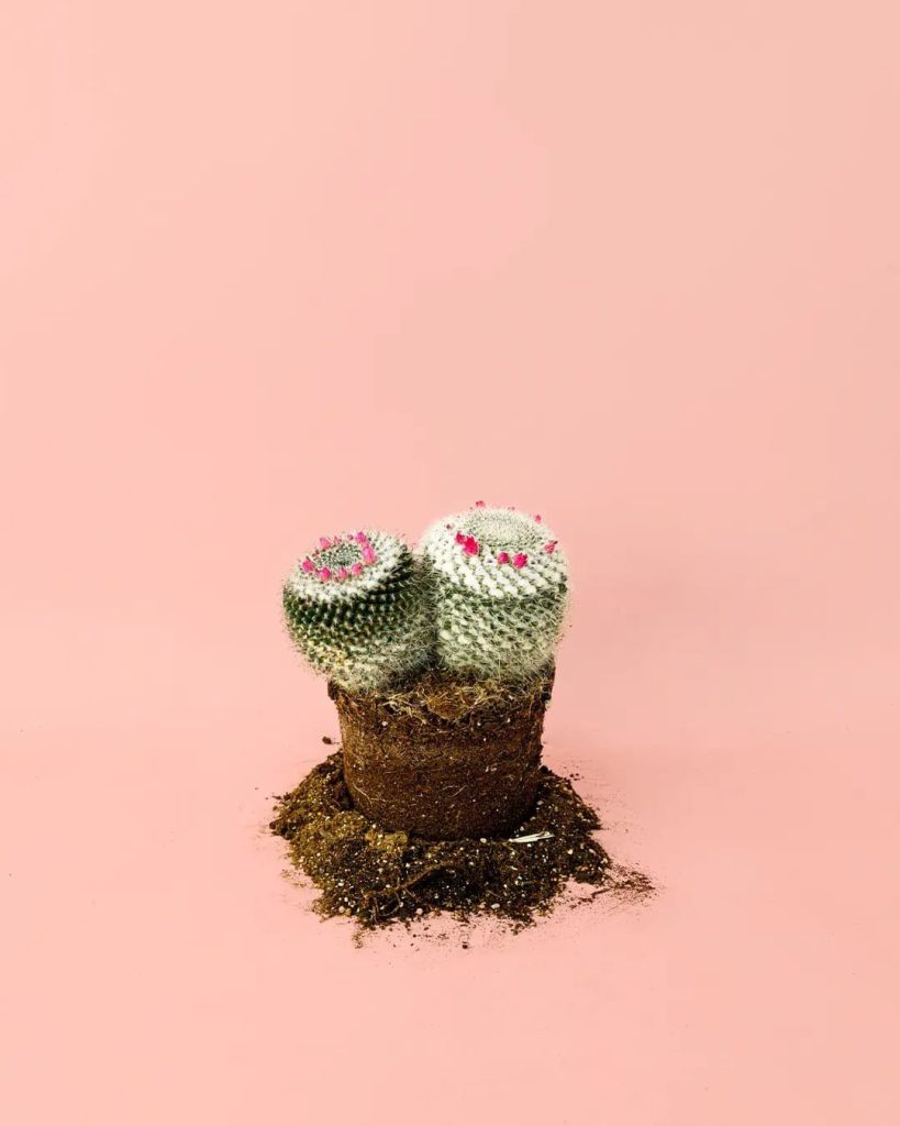 Cactus Mammillaria Alba | Plantas Naturales Exterior | Pur Plant