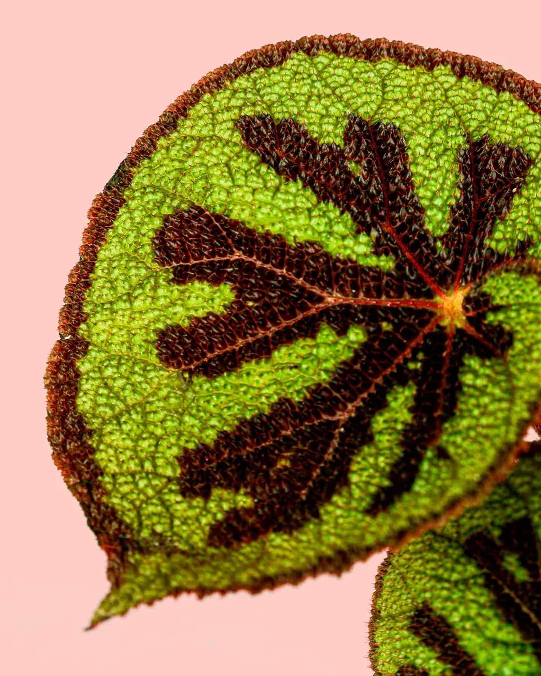 Begonia Masoniana Rock | Comprar Online | Pur Plant